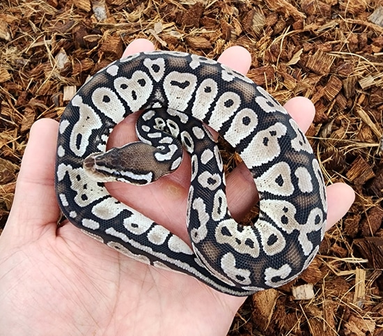 Pastel Vpi Axanthic Ball Python by Bobs Balls