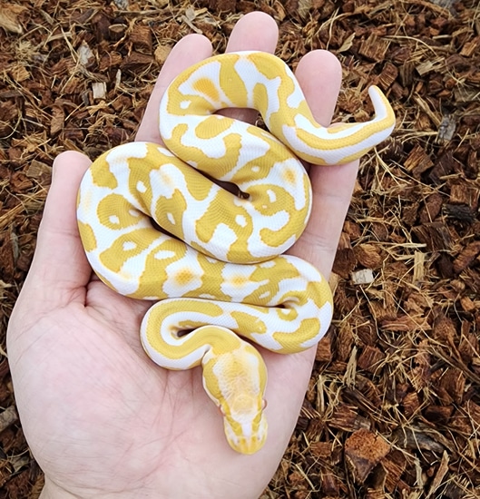 Black Pastel Leopard Enchi Albino Ball Python by Bobs Balls
