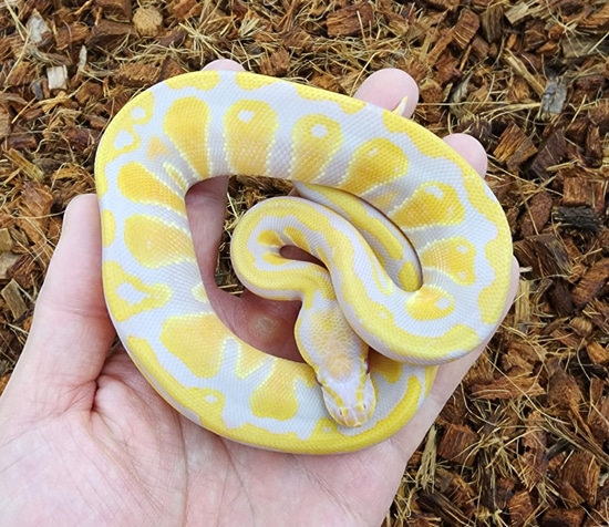 Candy Ball Python by Bobs Balls