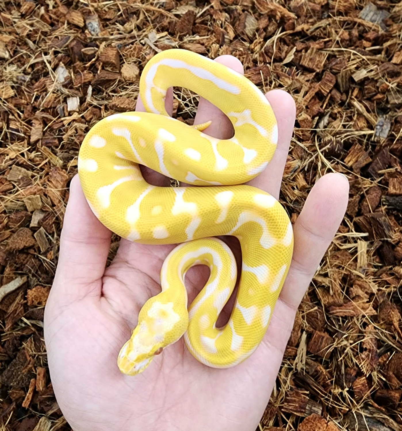 Leo Enchi Candy Pastel Ball Python by Bobs Balls - MorphMarket