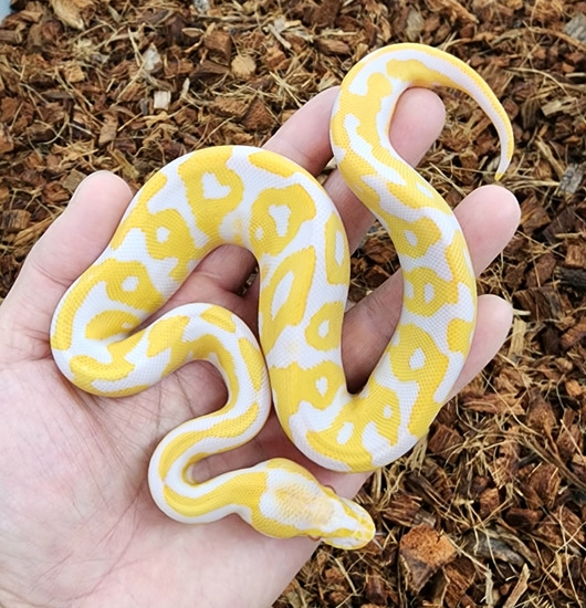 Leopard Yb Candy Ball Python by Bobs Balls