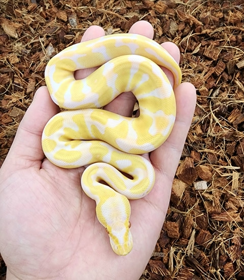 Pastel Enchi Yb Candy Ball Python by Bobs Balls