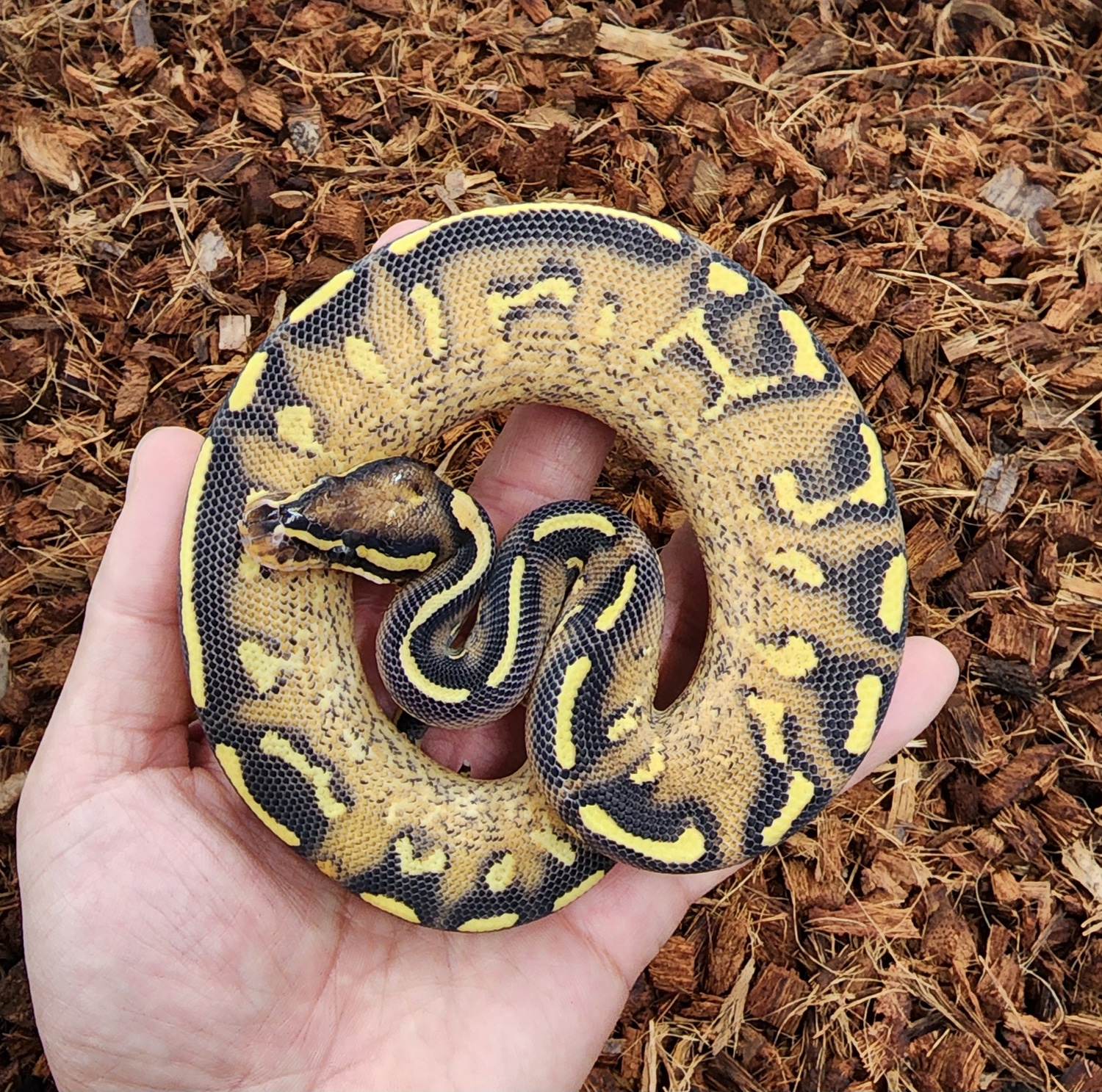 Super Gravel Ball Python by Bobs Balls - MorphMarket