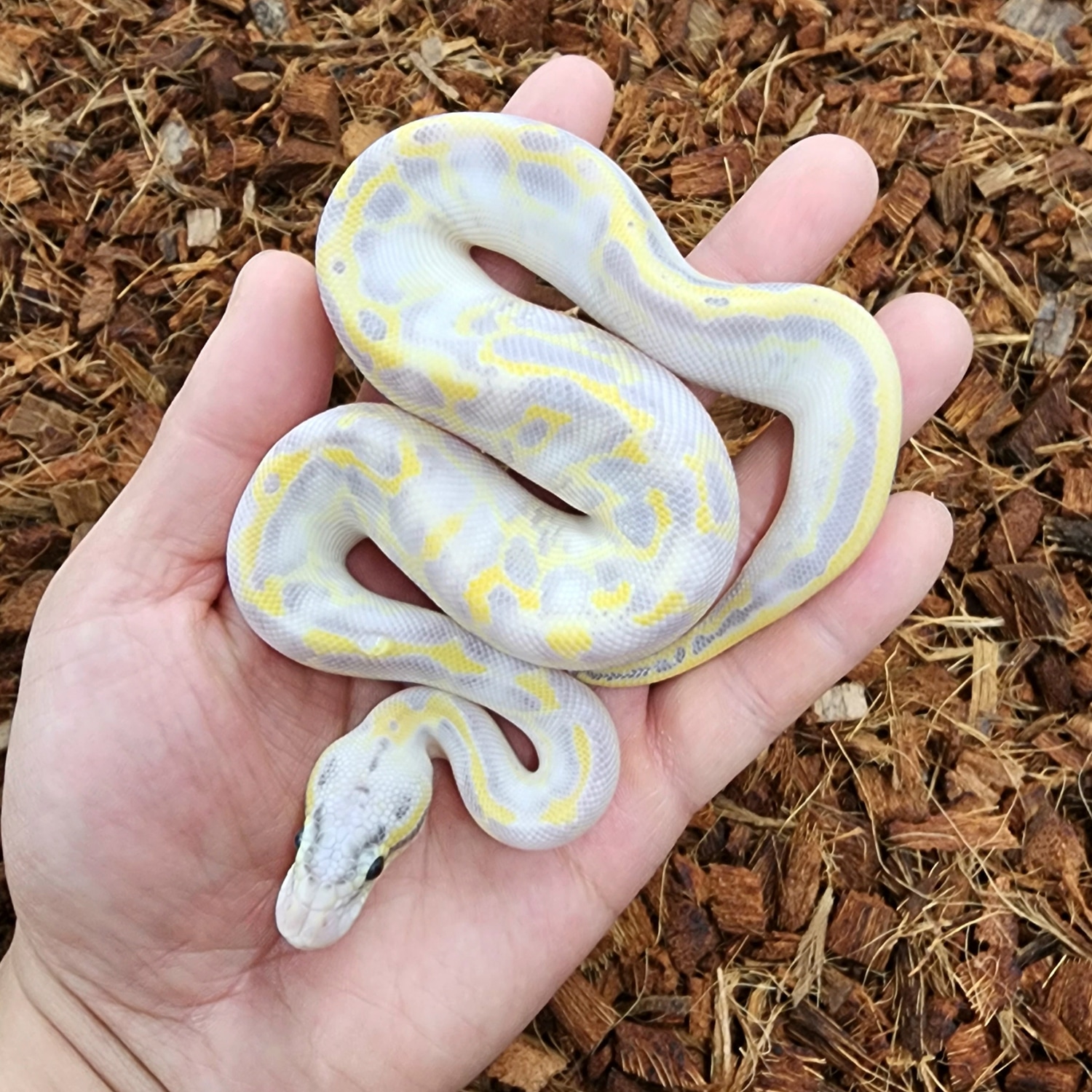 Super Pastel Leopard Highway Ball Python by Bobs Balls - MorphMarket