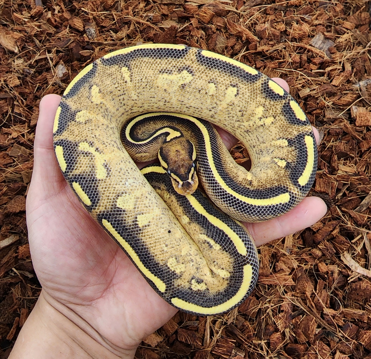 Super Gravel Ball Python by Bobs Balls - MorphMarket