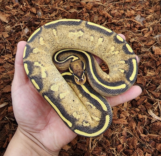 Super Gravel Ball Python by Bobs Balls