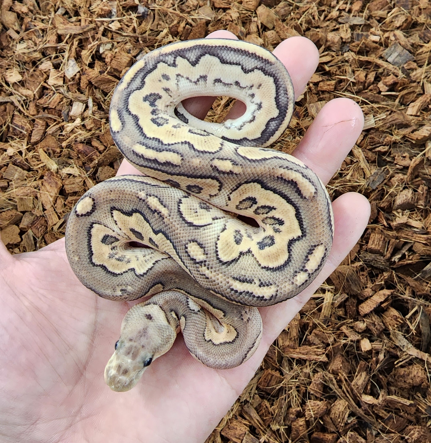 Cinnamon Mocha Fire Clown Ball Python by Bobs Balls - MorphMarket