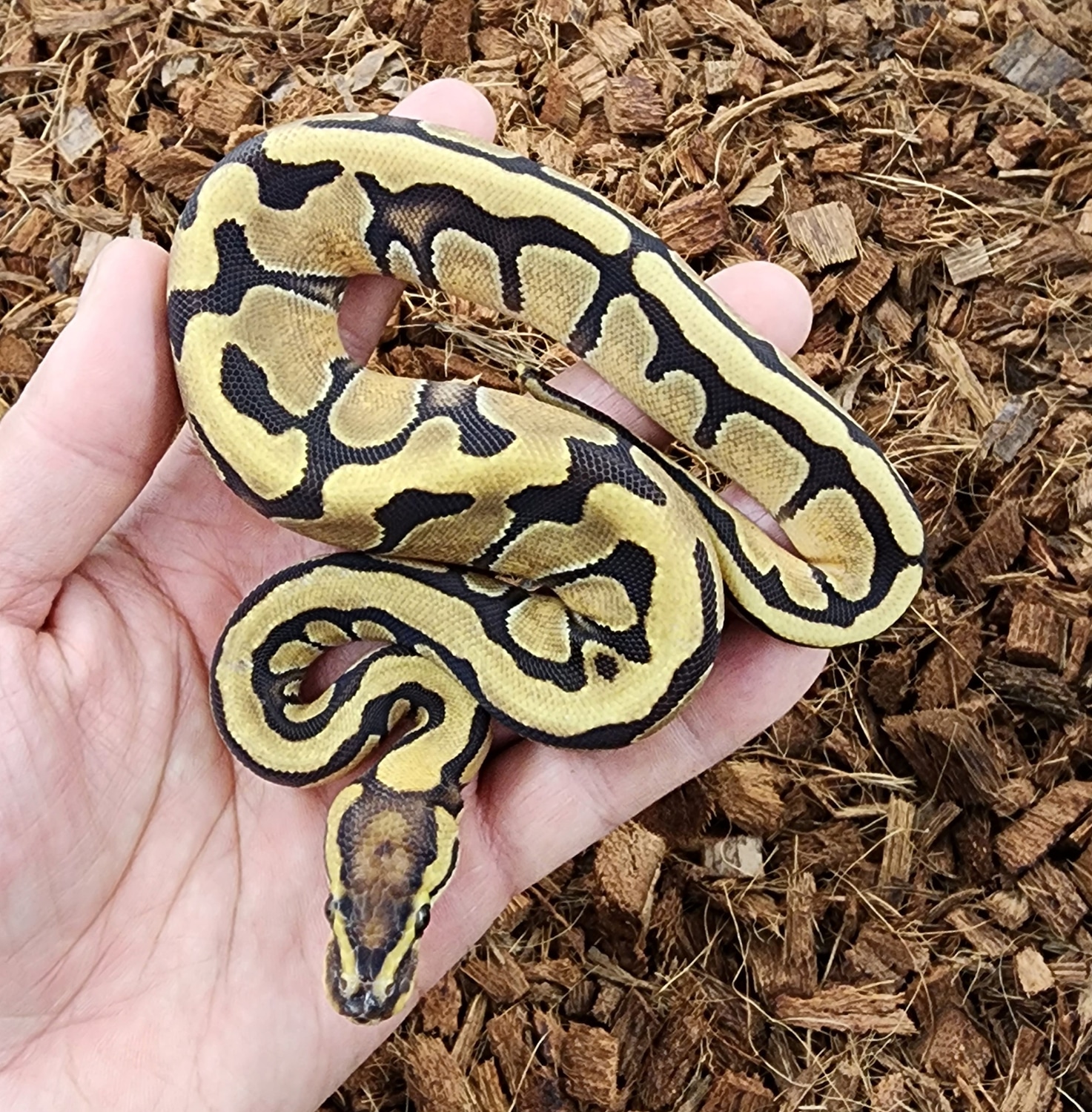 Enchi Zuwadi Het Clown Ball Python by Bobs Balls - MorphMarket