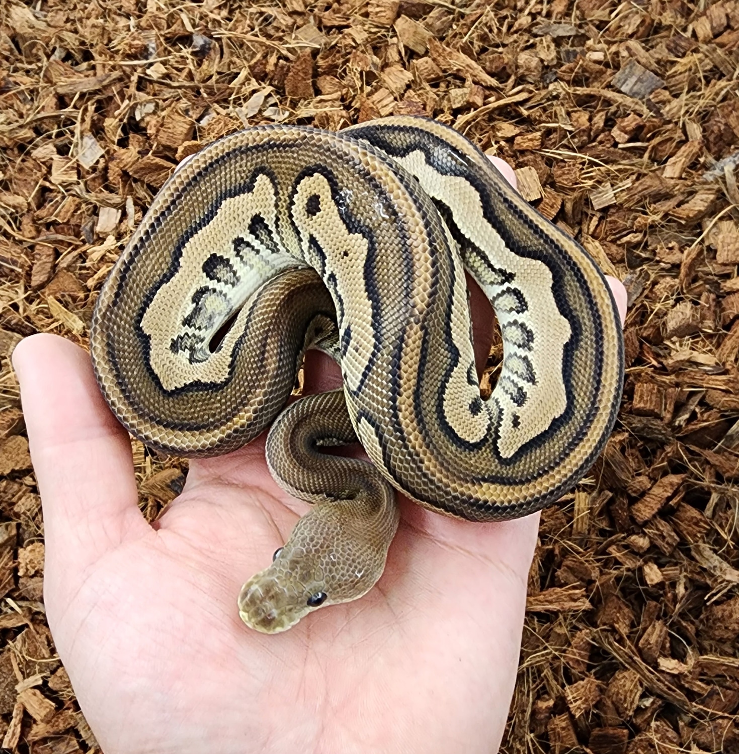 Leopard Cinny Cypress Clown Ball Python by Bobs Balls - MorphMarket
