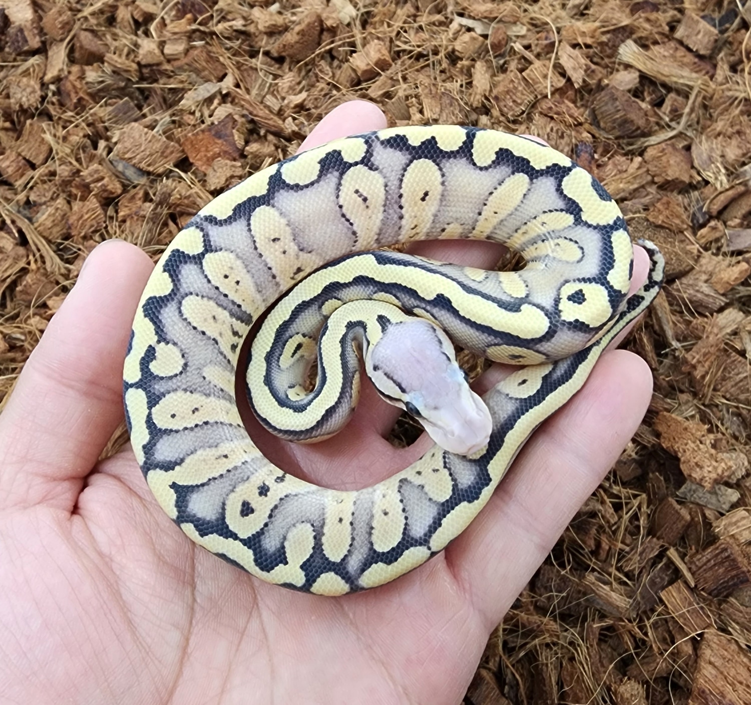 Pastel Ghi Rs Dg Ball Python by Bobs Balls - MorphMarket