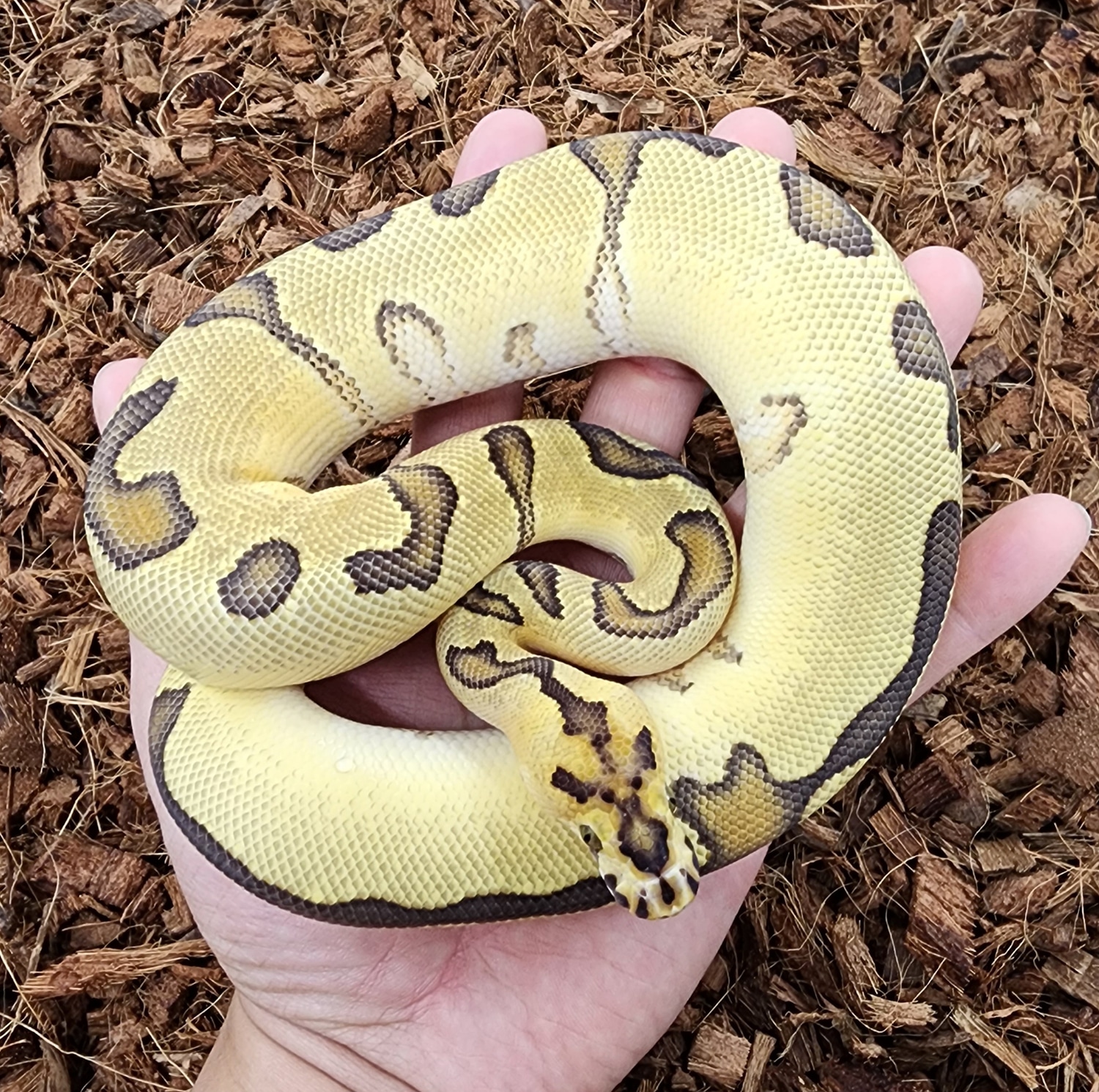 Od Enchi Fire Clown Ball Python by Bobs Balls - MorphMarket