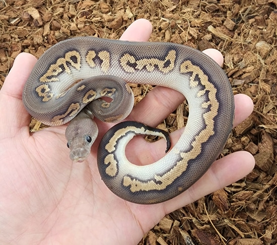 Cinny Mahogany Yb Clown Ball Python by Bobs Balls
