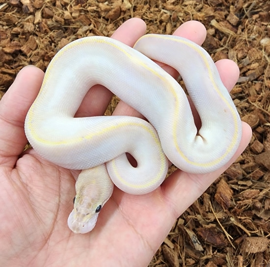Ivory Het Ultramel Ball Python by Bobs Balls