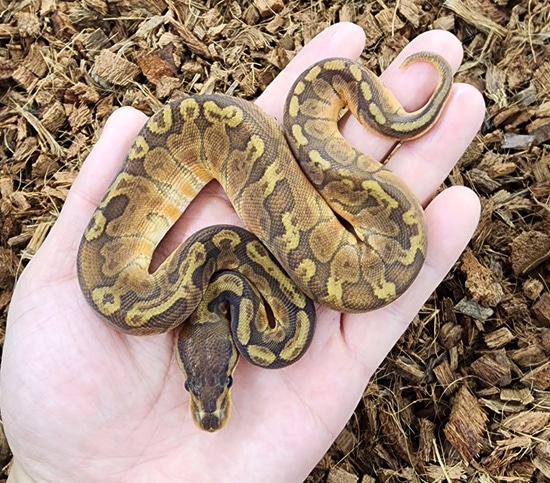 Sunset Ball Python by Bobs Balls