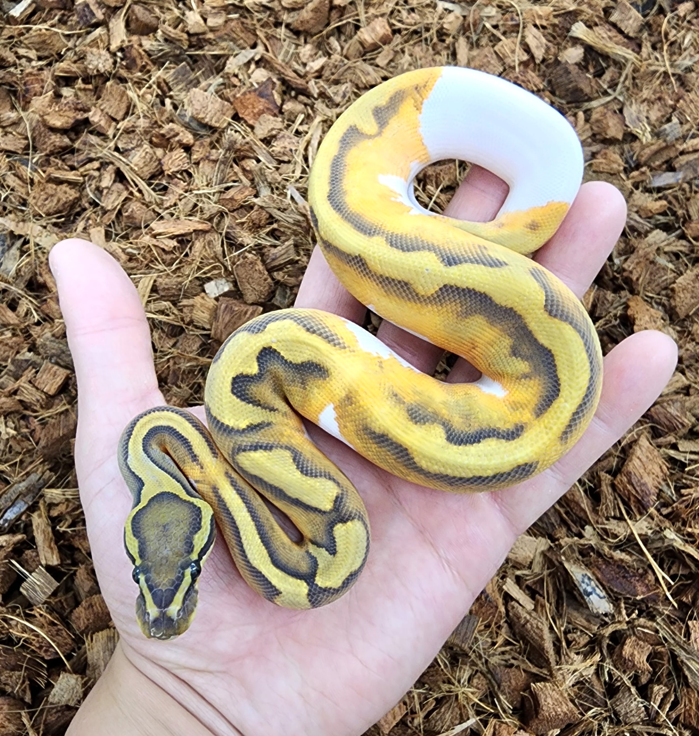 Enchi Hypo Pied Ball Python by Bobs Balls - MorphMarket