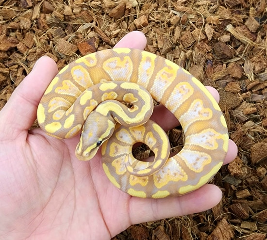 Banana Ghi Calico Yb Ball Python by Bobs Balls