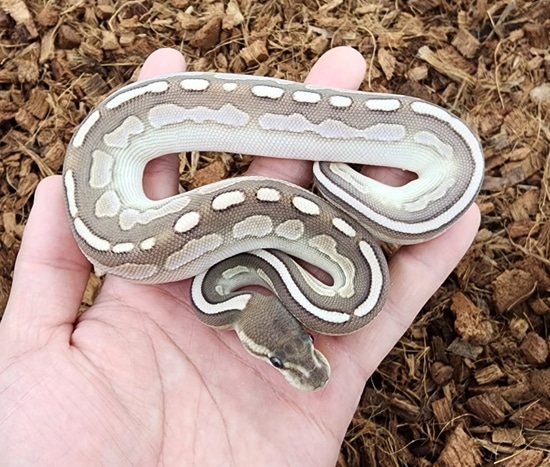 Lesser Cinny Calico Yb Ball Python by Bobs Balls