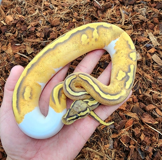 Pastel Enchi Hypo Pied Ball Python by Bobs Balls