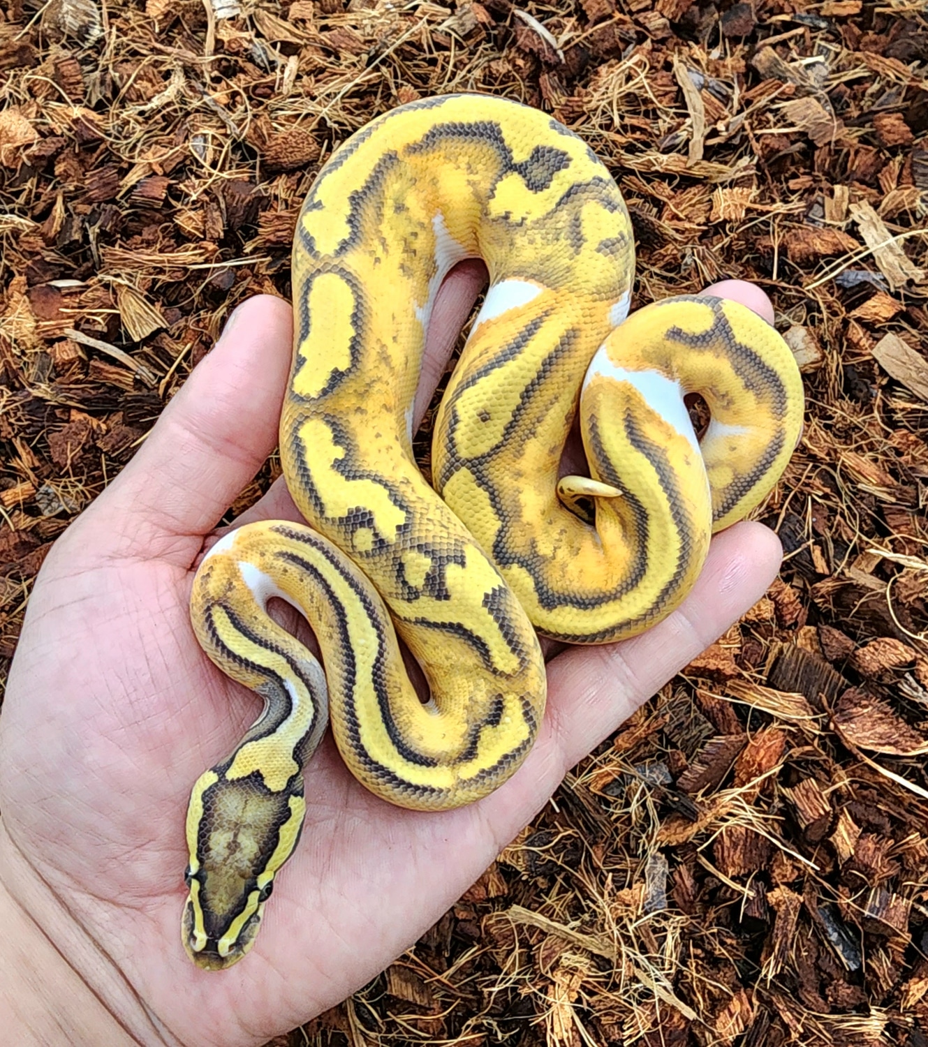 Pastel Enchi Hypo Pied Ball Python by Bobs Balls - MorphMarket