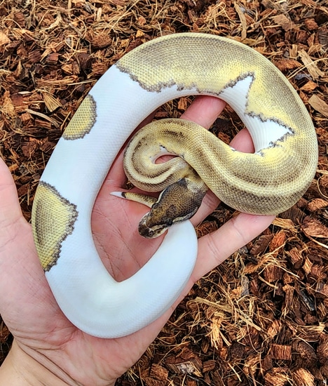 Mojave Pied Ball Python by Bobs Balls