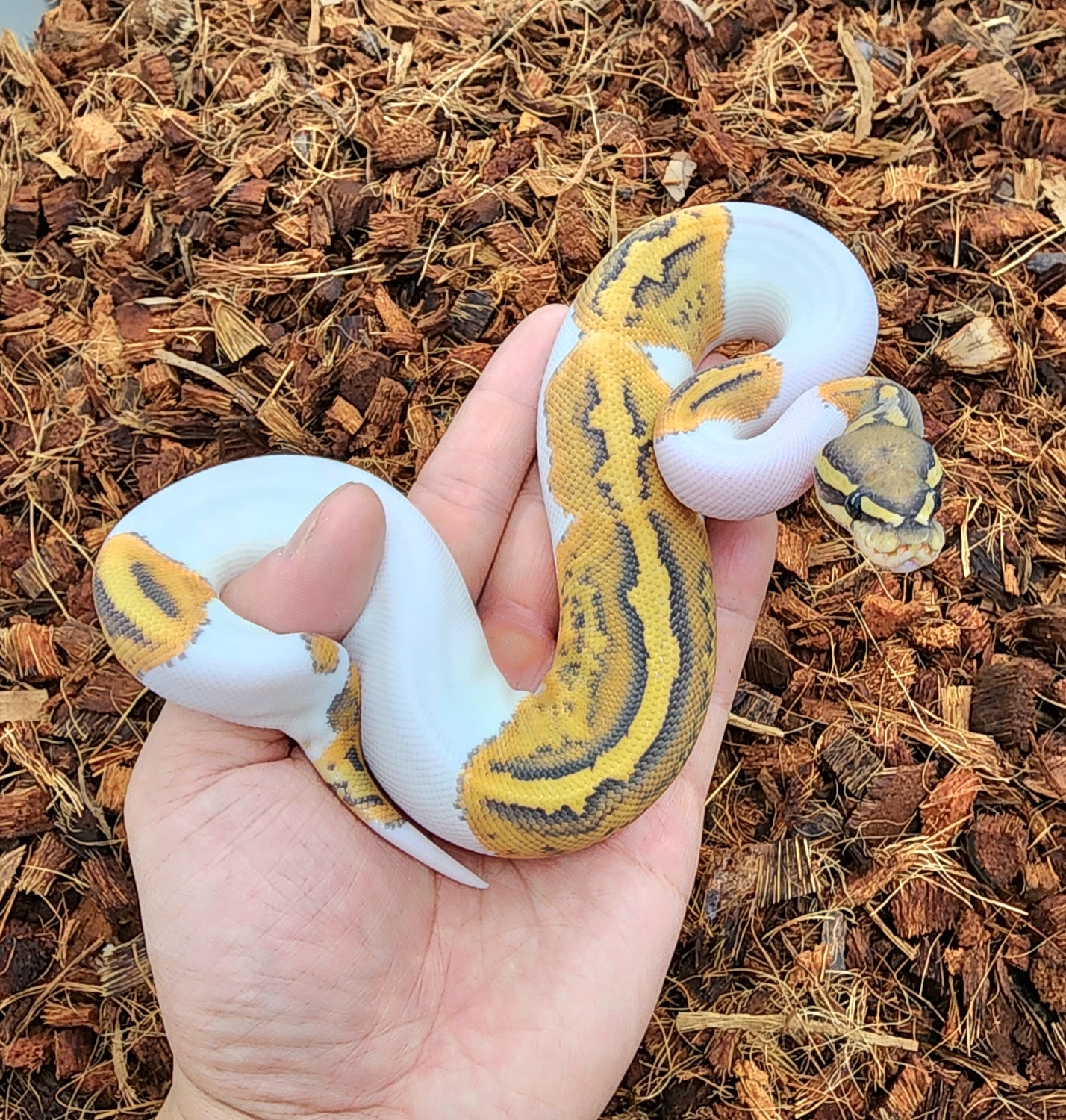 Hypo Pied Ball Python by Bobs Balls - MorphMarket