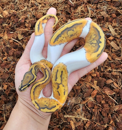 Hypo Pied Ball Python by Bobs Balls