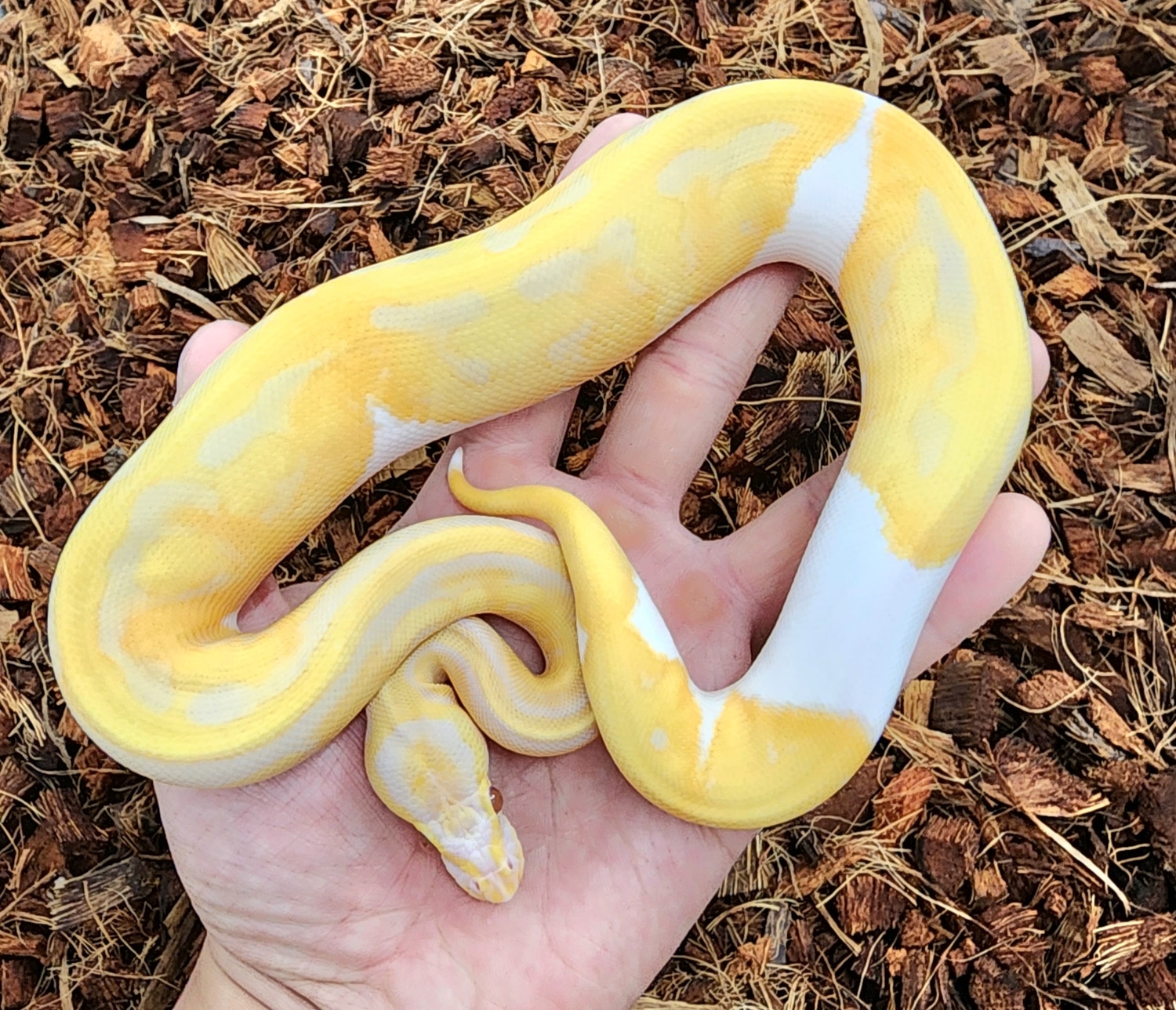 Candino Pied Ball Python by Bobs Balls - MorphMarket
