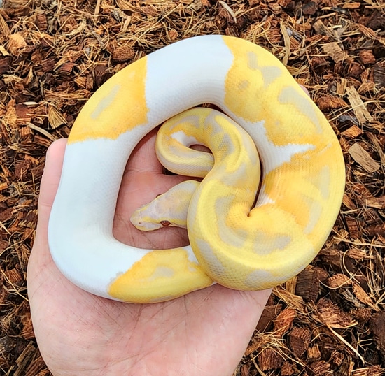 Candino Pied Ball Python by Bobs Balls