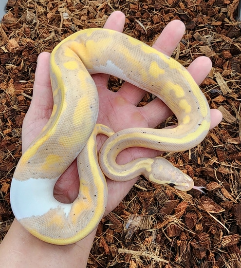 Banana Pied Ball Python by Bobs Balls