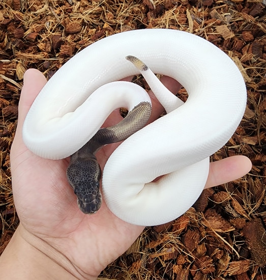 Mojave Ghi Pied Ball Python by Bobs Balls