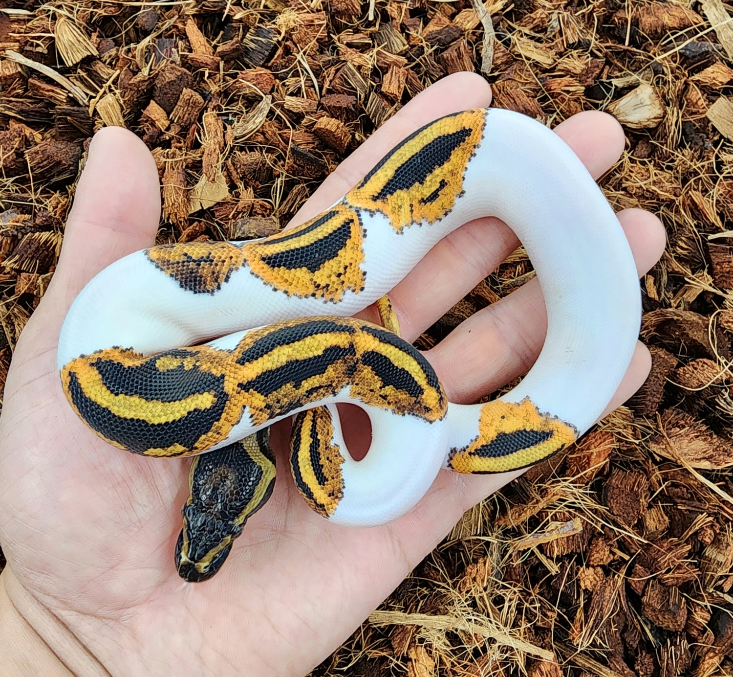 Yellow Belly Pied Ball Python by Bobs Balls - MorphMarket