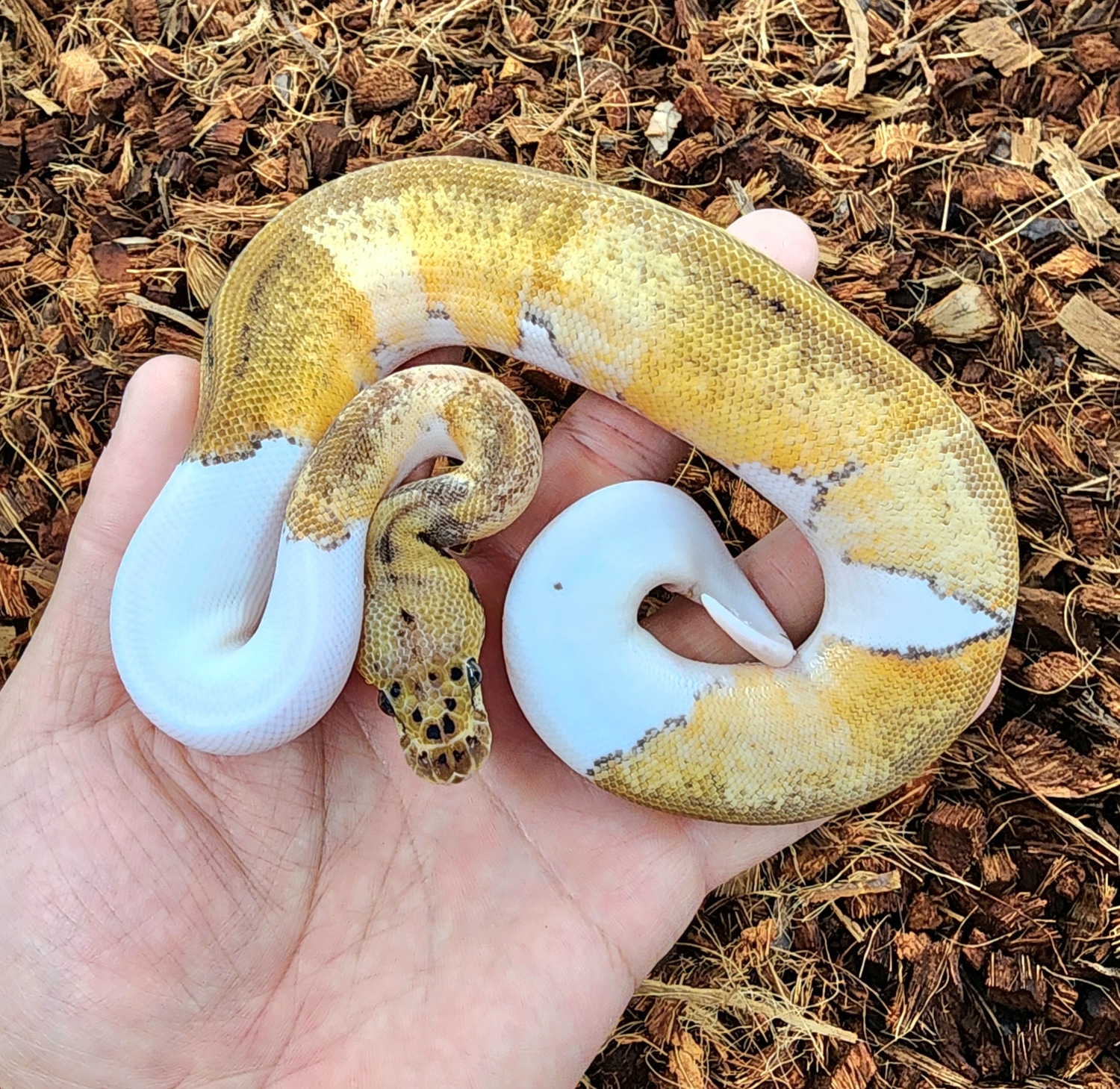 Pastel Clown Pied Ball Python by Bobs Balls - MorphMarket