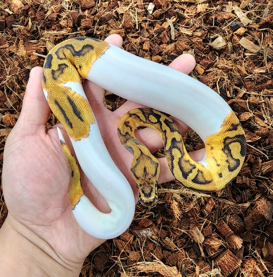 Clown Pied Ball Python by Bobs Balls