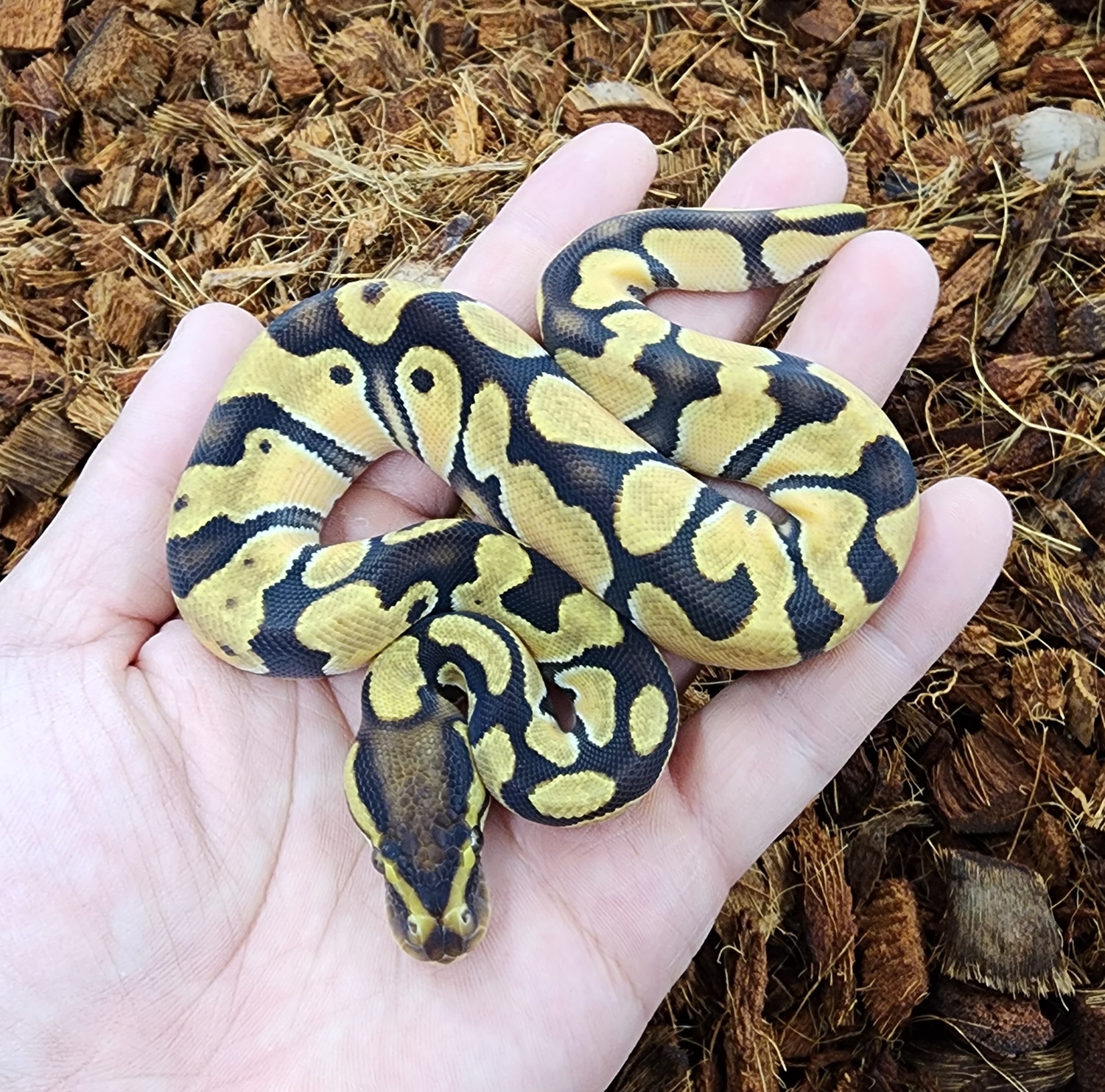 Od Enchi Het Dg Ball Python by Bobs Balls - MorphMarket