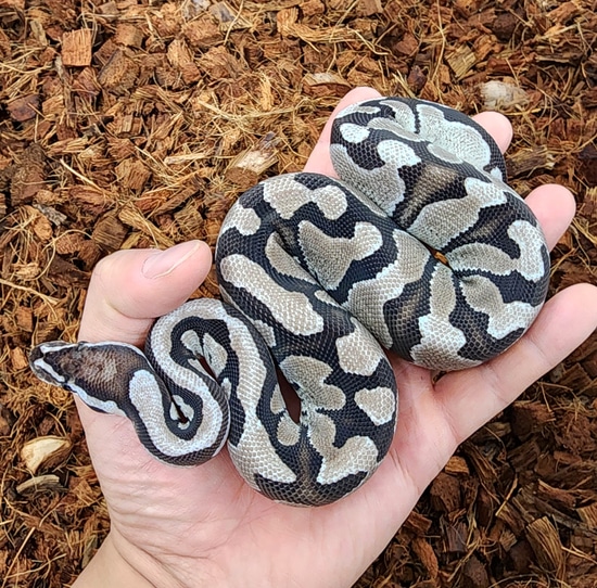 Fire Vpi Axanthic Het Dg Ball Python by Bobs Balls