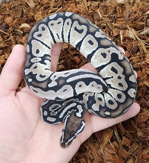 Pastel Vpi Axanthic Ball Python by Bobs Balls