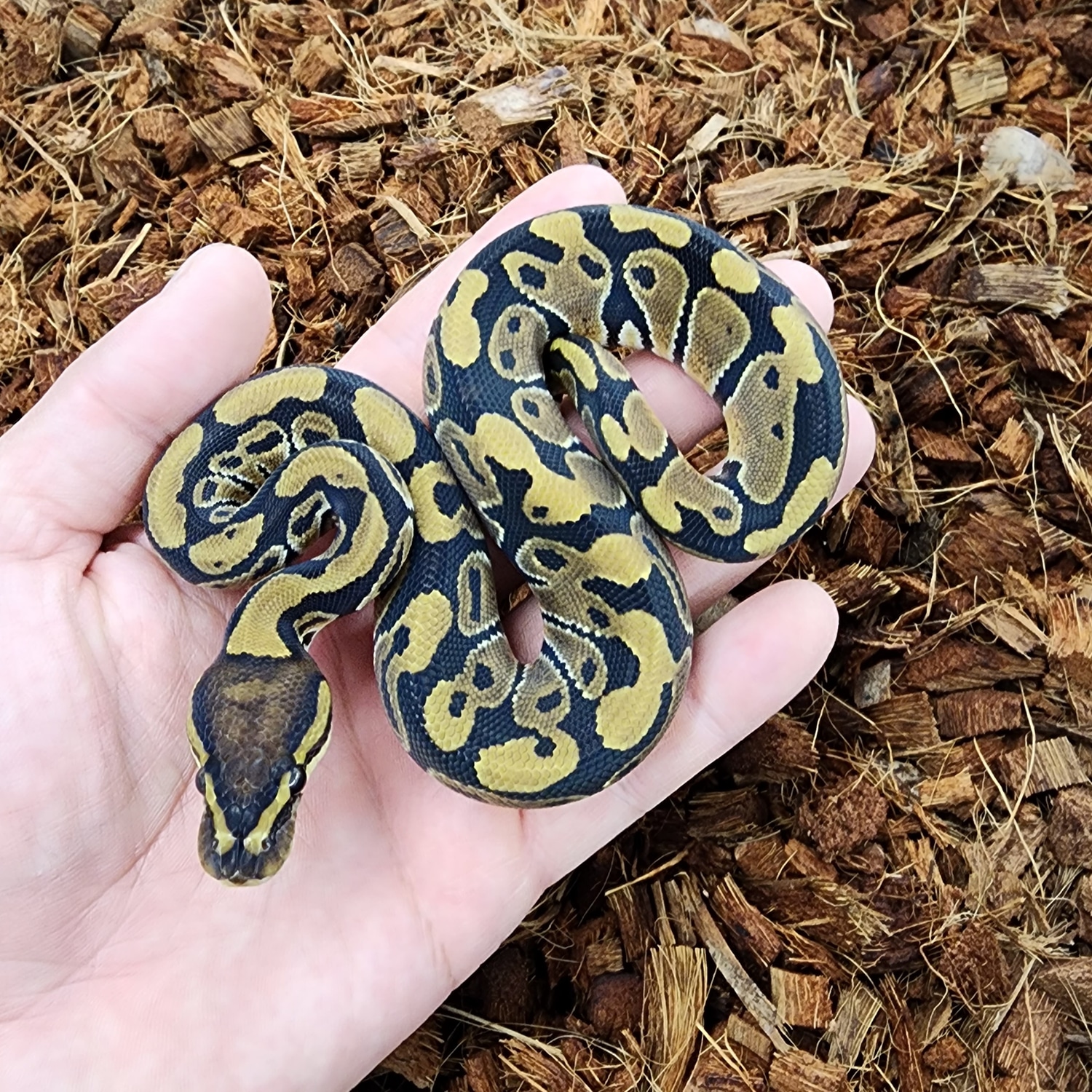 Dh Dg Clown Ball Python by Bobs Balls - MorphMarket