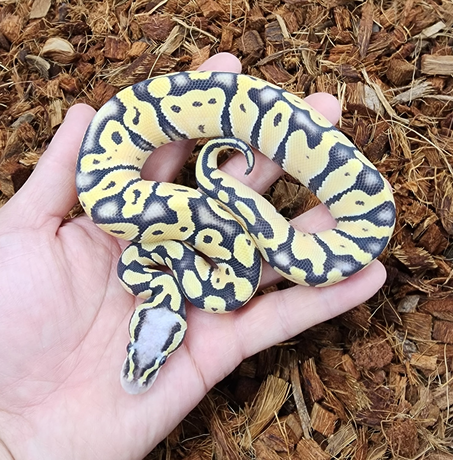 Super Pastel Dg 66% Ph Tristripe Ball Python by Bobs Balls - MorphMarket