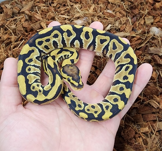 Od Crypton Het Dg Ball Python by Bobs Balls