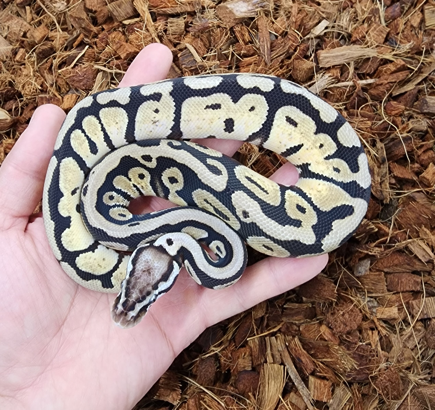 Pastel Spotnose Dh Dg Vpi Axanthic Ball Python by Bobs Balls - MorphMarket