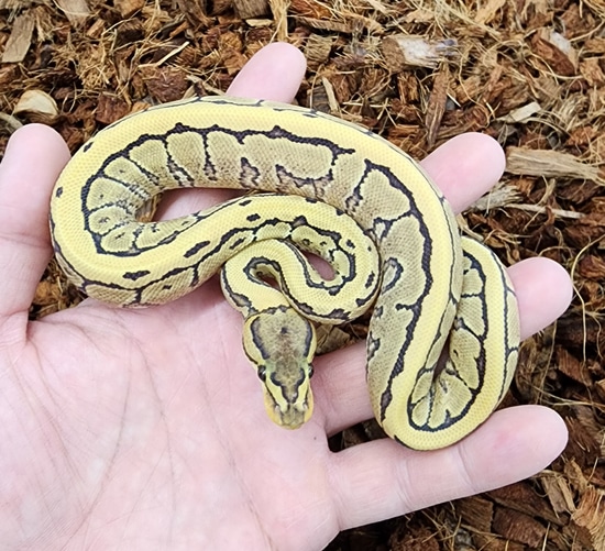 Pin Yb Dg Het Cryptic Ball Python by Bobs Balls