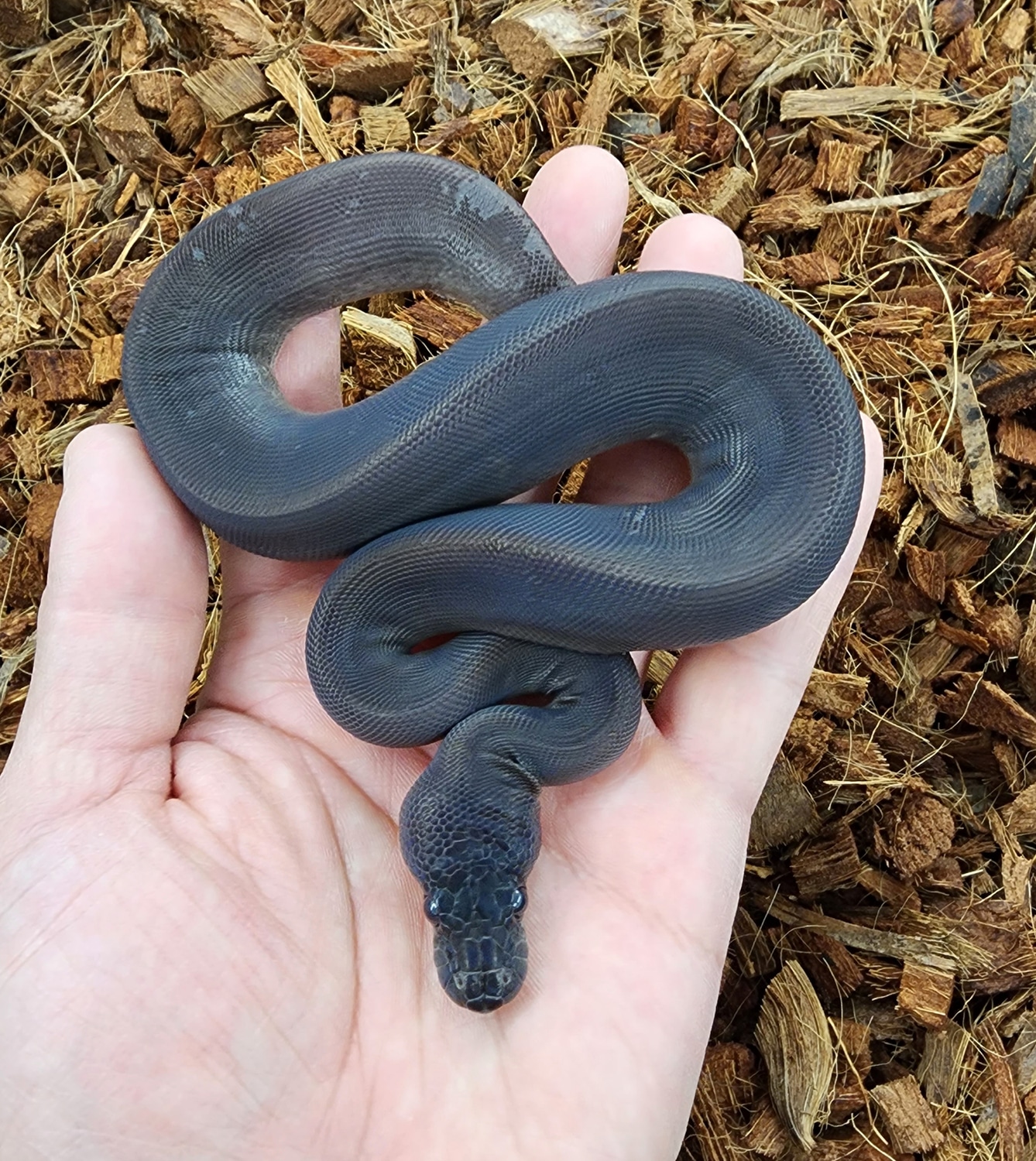Cinny Suma Ball Python by Bobs Balls - MorphMarket