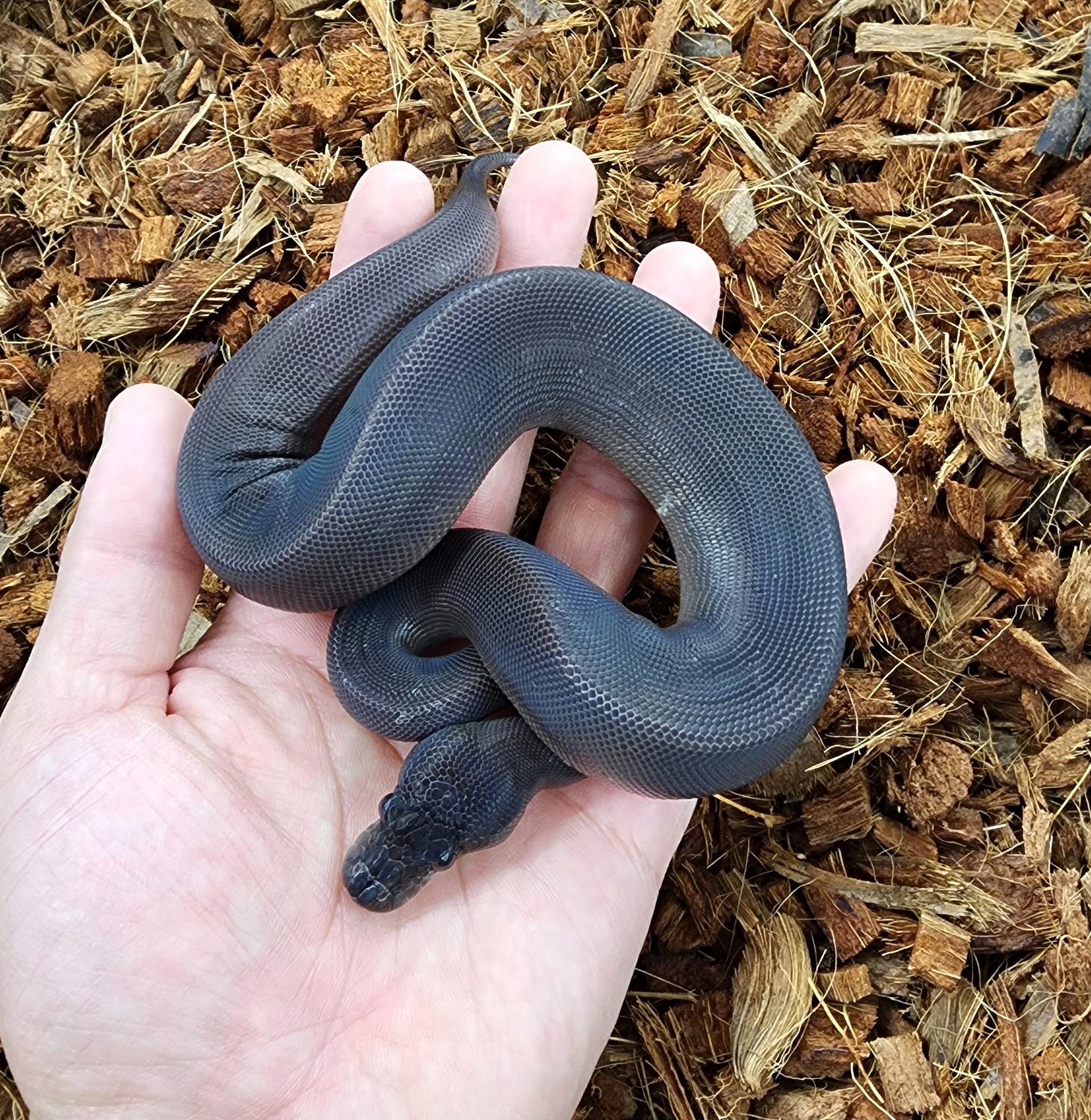 Black Pastel Suma Ball Python by Bobs Balls - MorphMarket