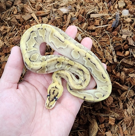 Super Enchi Champagne Ball Python by Bobs Balls