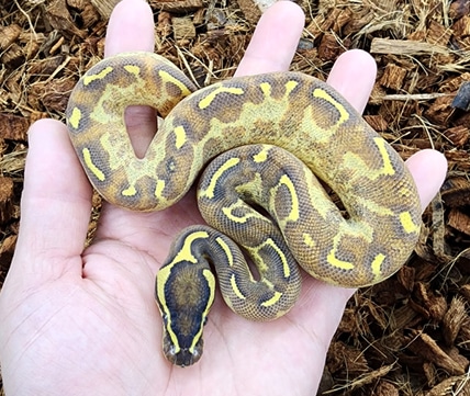 Desert Ghost Clown Ball Python by Bobs Balls - MorphMarket