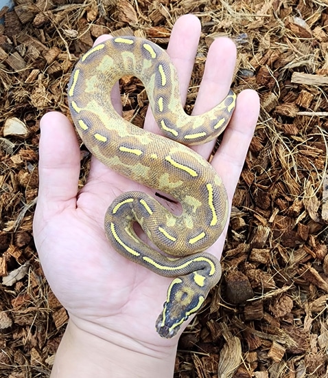 Enchi Freeway Ball Python by Bobs Balls