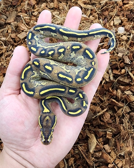 Freeway Ball Python by Bobs Balls