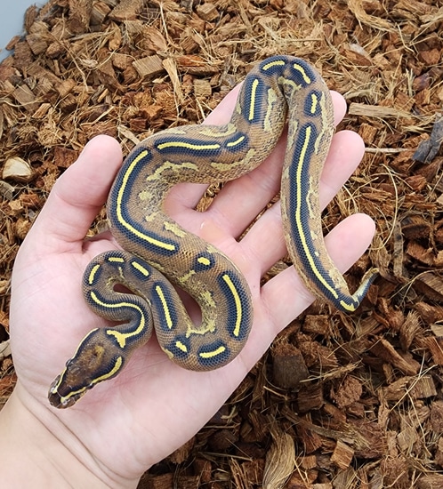 Freeway Ball Python by Bobs Balls