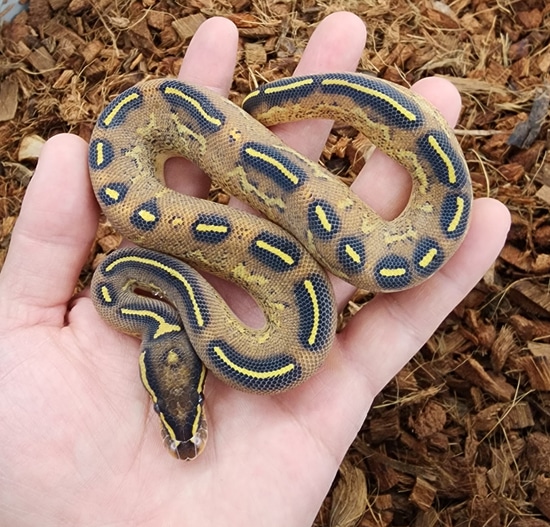 Freeway Ball Python by Bobs Balls