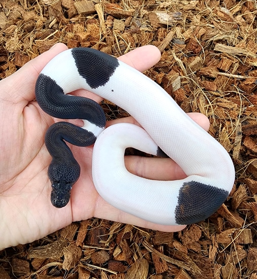 Black Pastel Suma Pied Ball Python by Bobs Balls